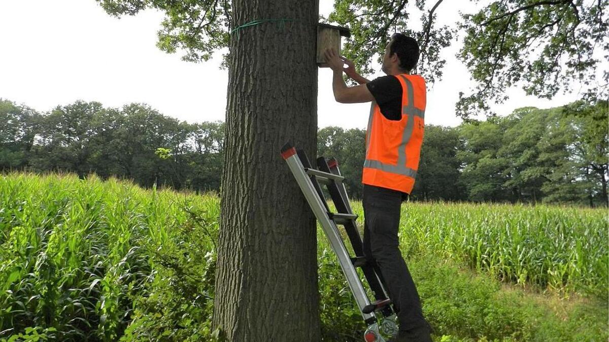 Vooral Kempen hadden last van eikenprocessierups | GVA